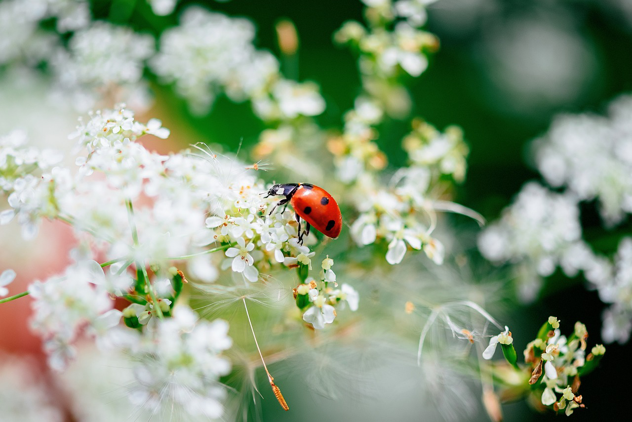 Ladybug spiritual meaning: Unlocking the secrets of luck and transformation